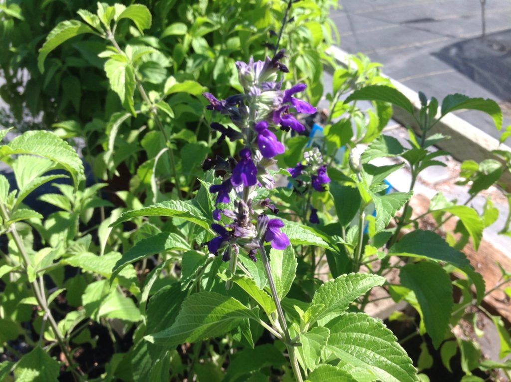 Salvia 'indigo Spires' (1 Qt) | Indigo Spires Sage (1 Qt) – Morningsun