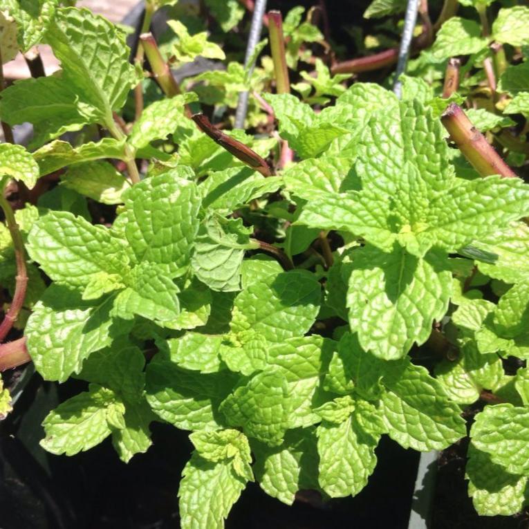 Mentha spicata 'Kentucky Colonel' (4") | Kentucky Colonel Spearmint (4 – Morningsun Herb Farm