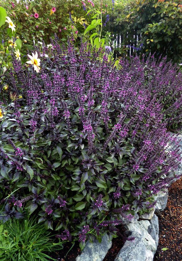 May Is All About The Basil – Morningsun Herb Farm