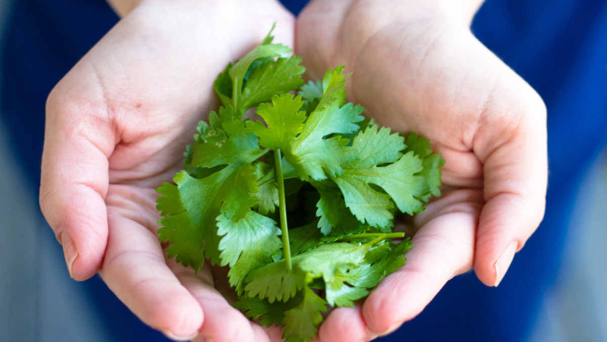 Cilantro Recipes – Morningsun Herb Farm