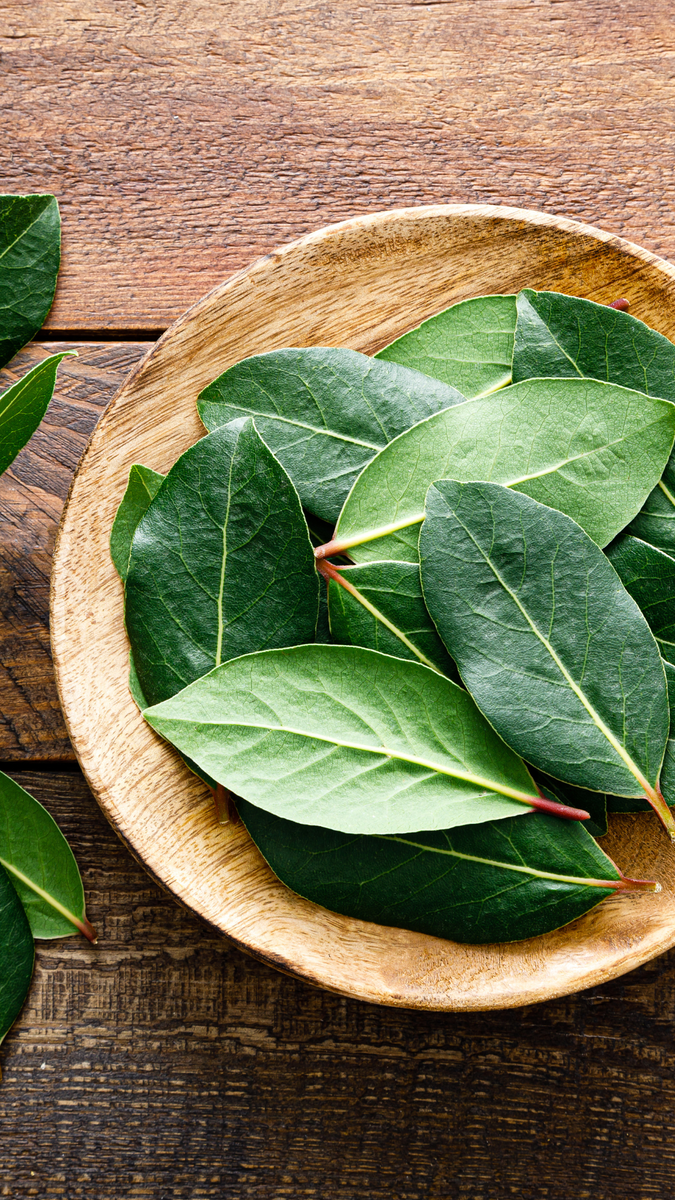 Learn Everything About Laurus nobilis (BAY) – Morningsun Herb Farm