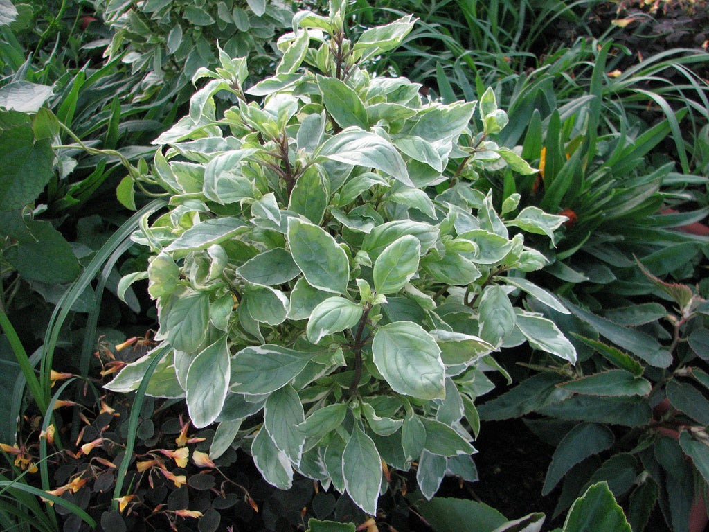 Tips for Productive Basil – Morningsun Herb Farm