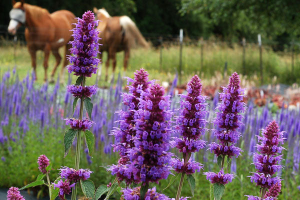 Agastache (Hyssop) – Page 3 – Morningsun Herb Farm
