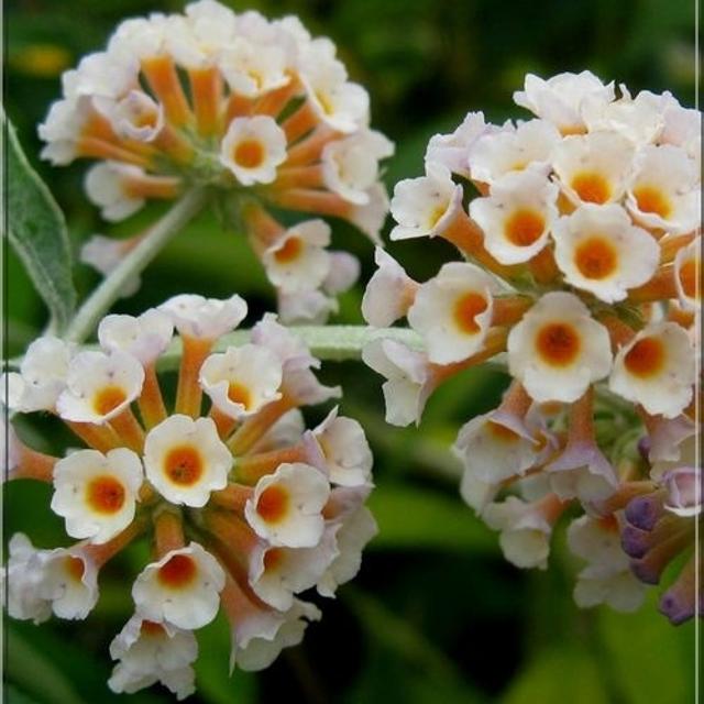Buddleia (Butterfly Bush) – Morningsun Herb Farm