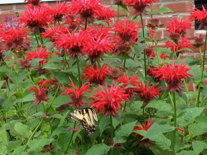 Monarda (Bee Balm) – Morningsun Herb Farm