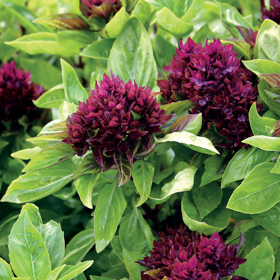 Basil – Morningsun Herb Farm