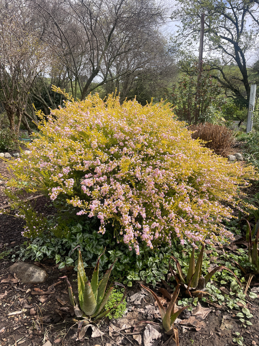 Coleonema pulchrum 'Sunset Gold' (1 qt) | Gold Breath of Heaven (1 qt ...