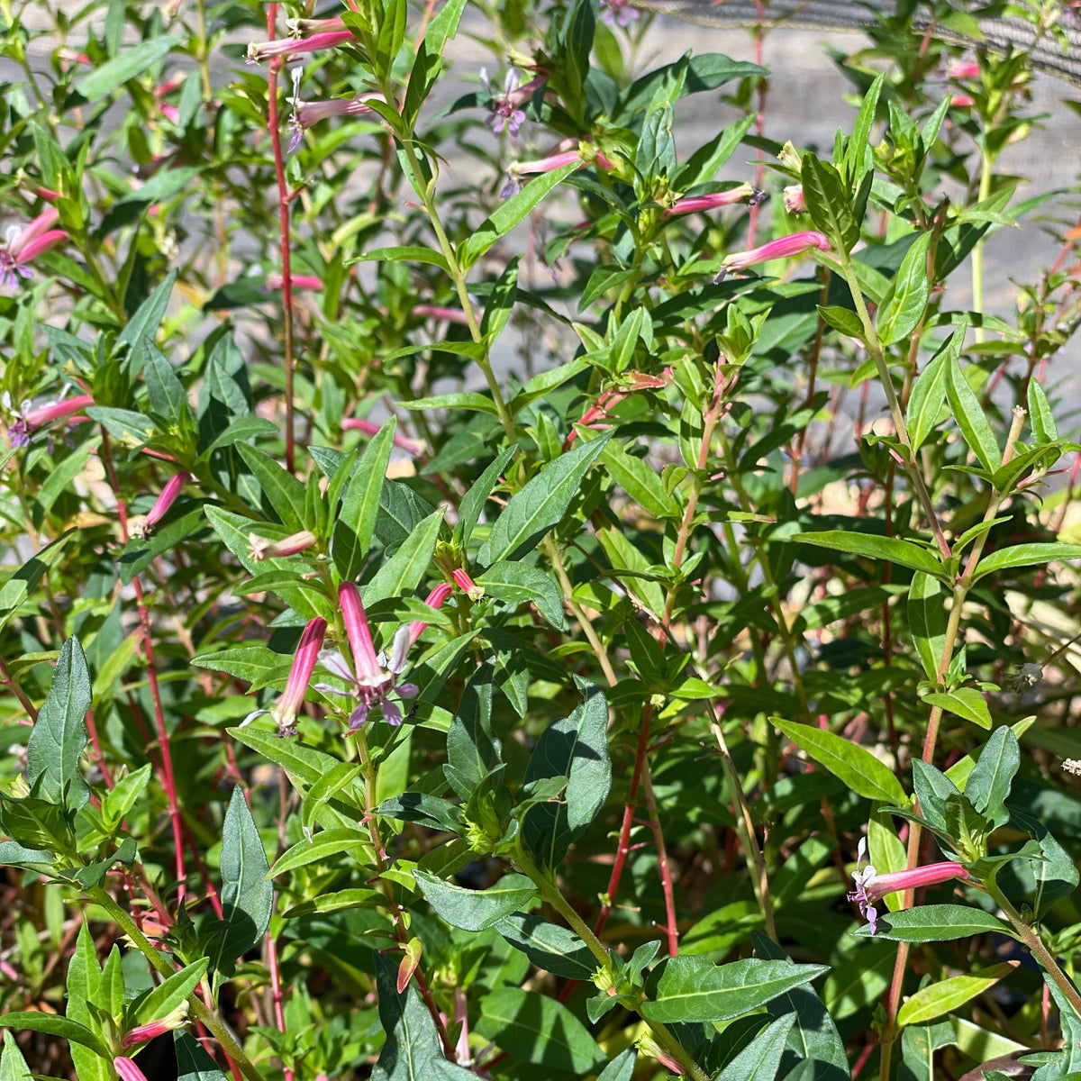 Cuphea 'Starfire Pink' (1 qt) | Starfire Pink Cuphea (1 qt ...