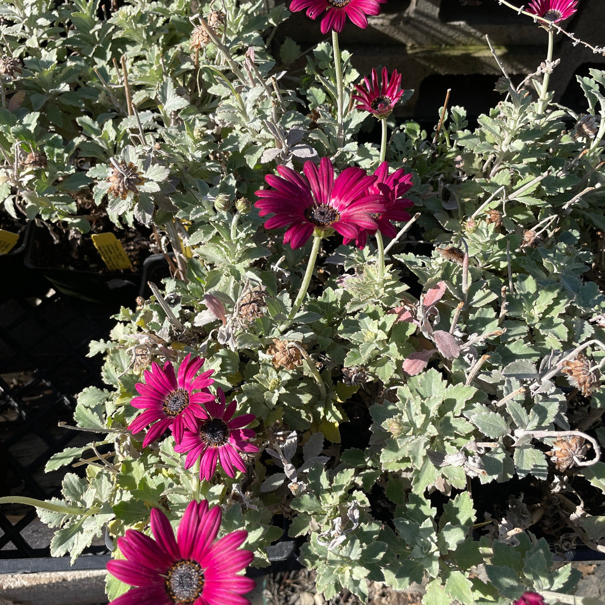 Arctotis 'Majec Ruby' (4”) | African Daisy (4”) – Morningsun Herb Farm
