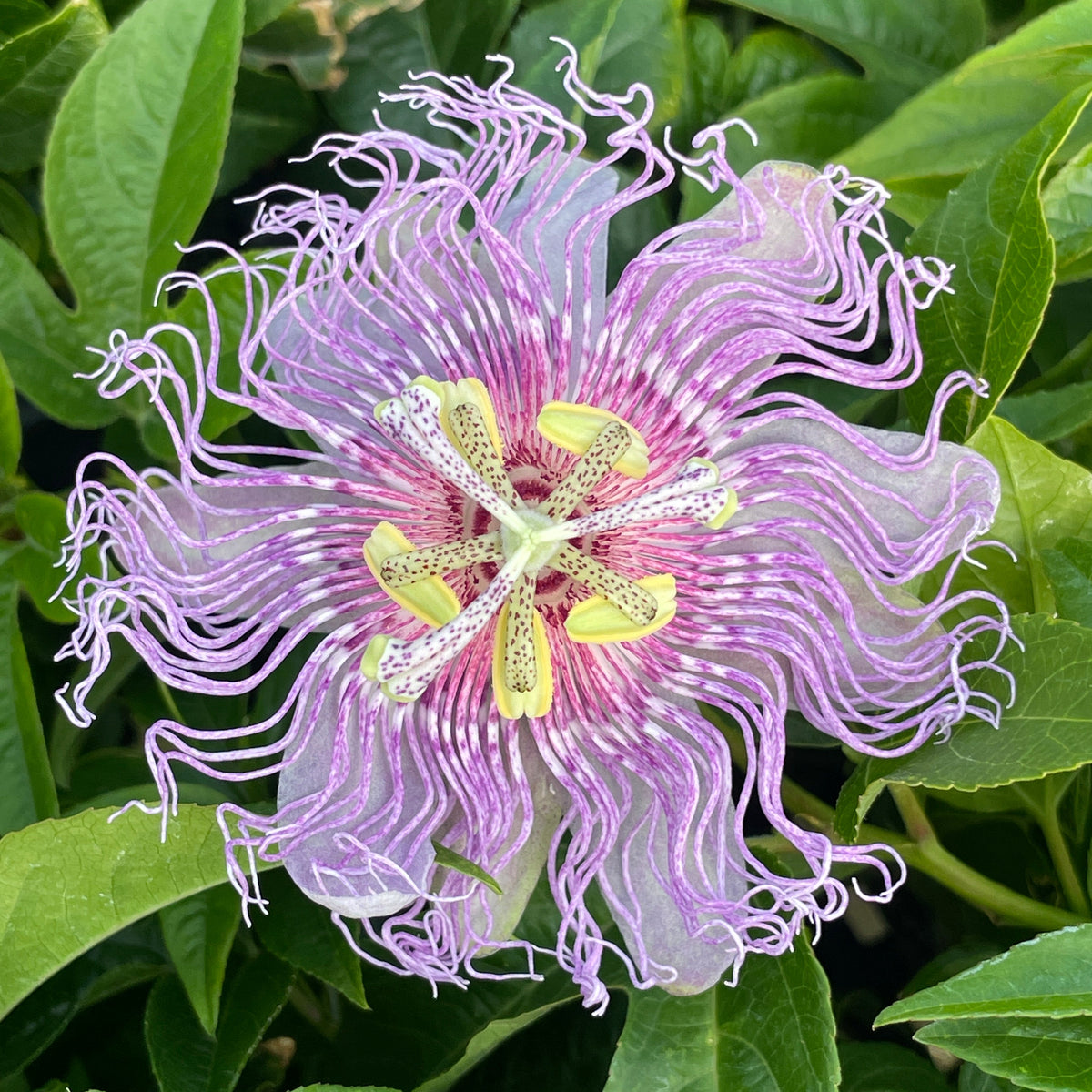 Passiflora incarnata x cinnicata 'Incense' (1 qt) | Incense Passionflo ...
