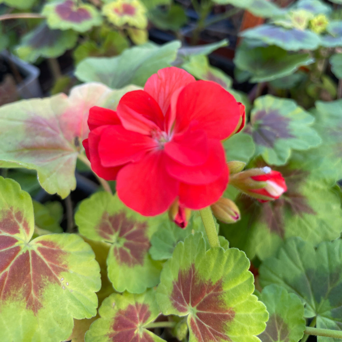 Pelargonium x hortum 'Occold Shield (4") | Occold Shield Geranium (4 ...