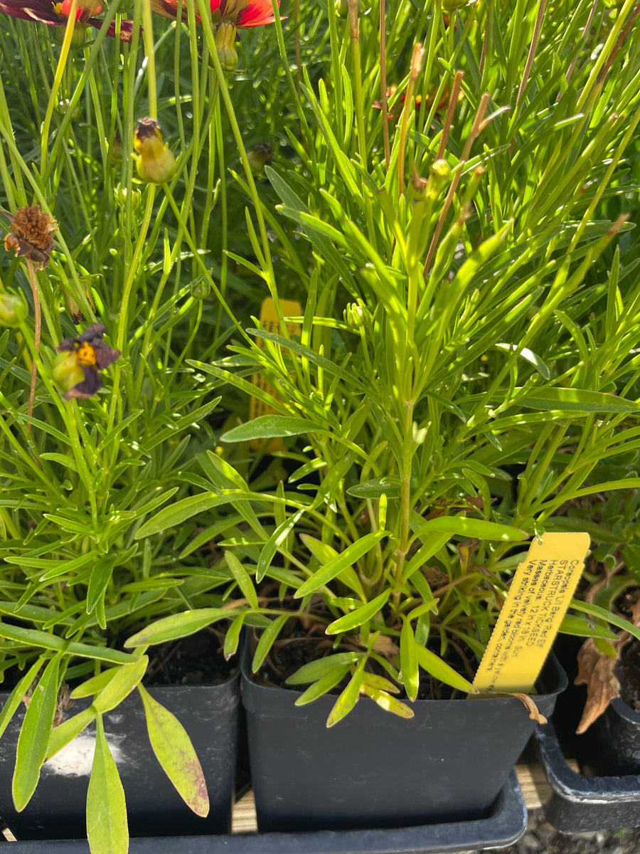 Coreopsis 'Li'l Bang Red Elf' (1 qt) | Tickseed (1 qt) – Morningsun ...