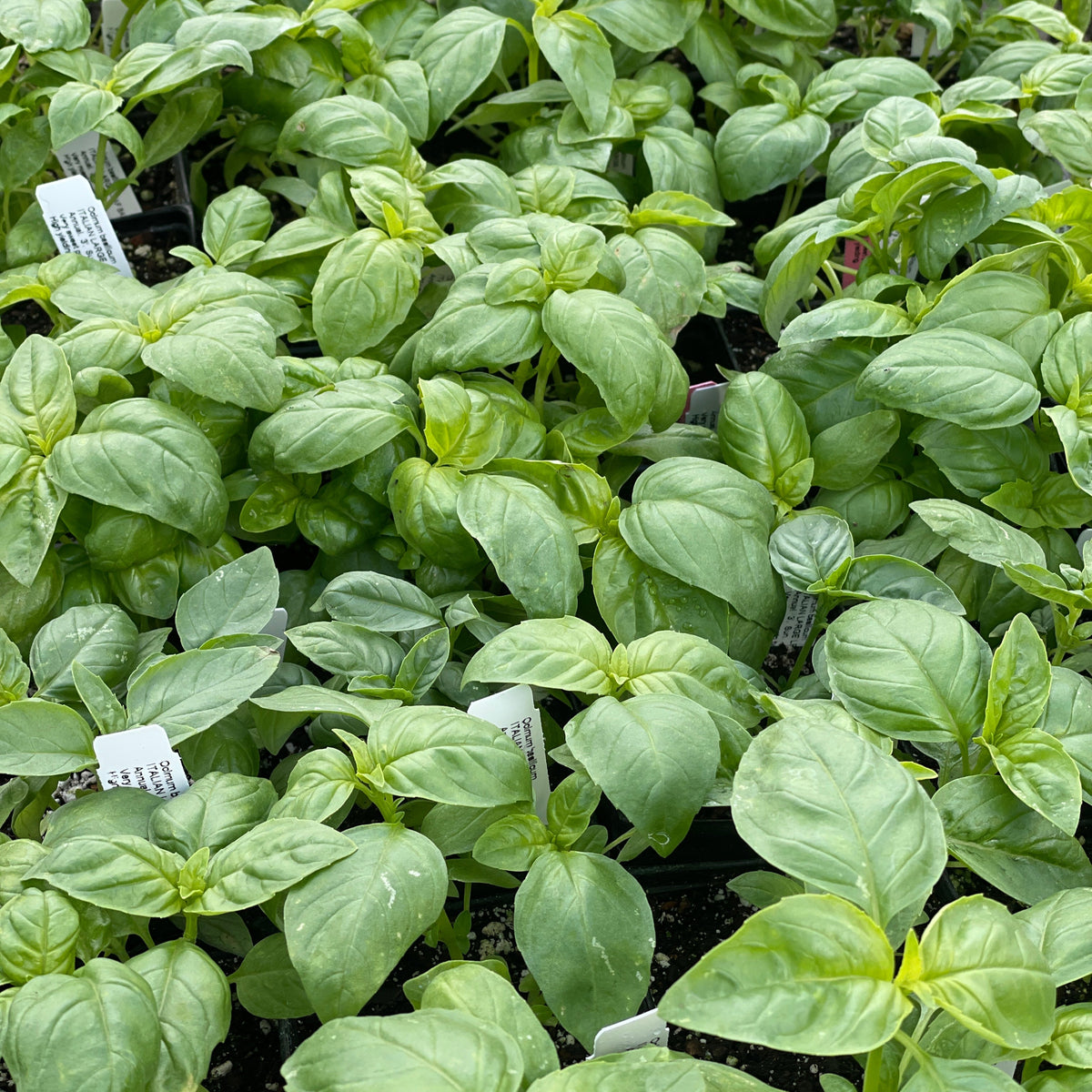 Ocimum basilicum 'Italian Large Leaf' (3.5") | Italian Large Leaf Basi ...