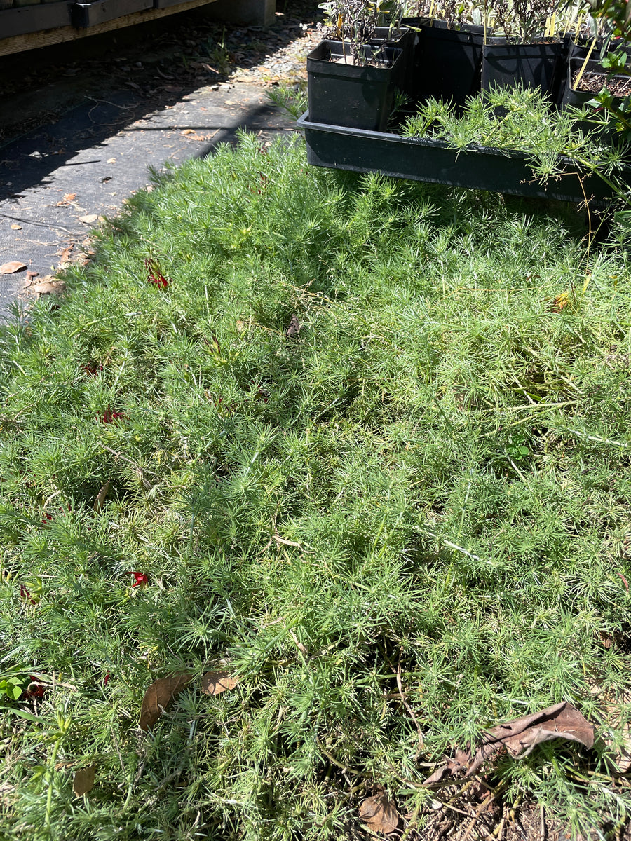 Lotus x 'Amazon Sunset' (1 qt) | Amazon Sunset Parrot's Beak (1 qt ...