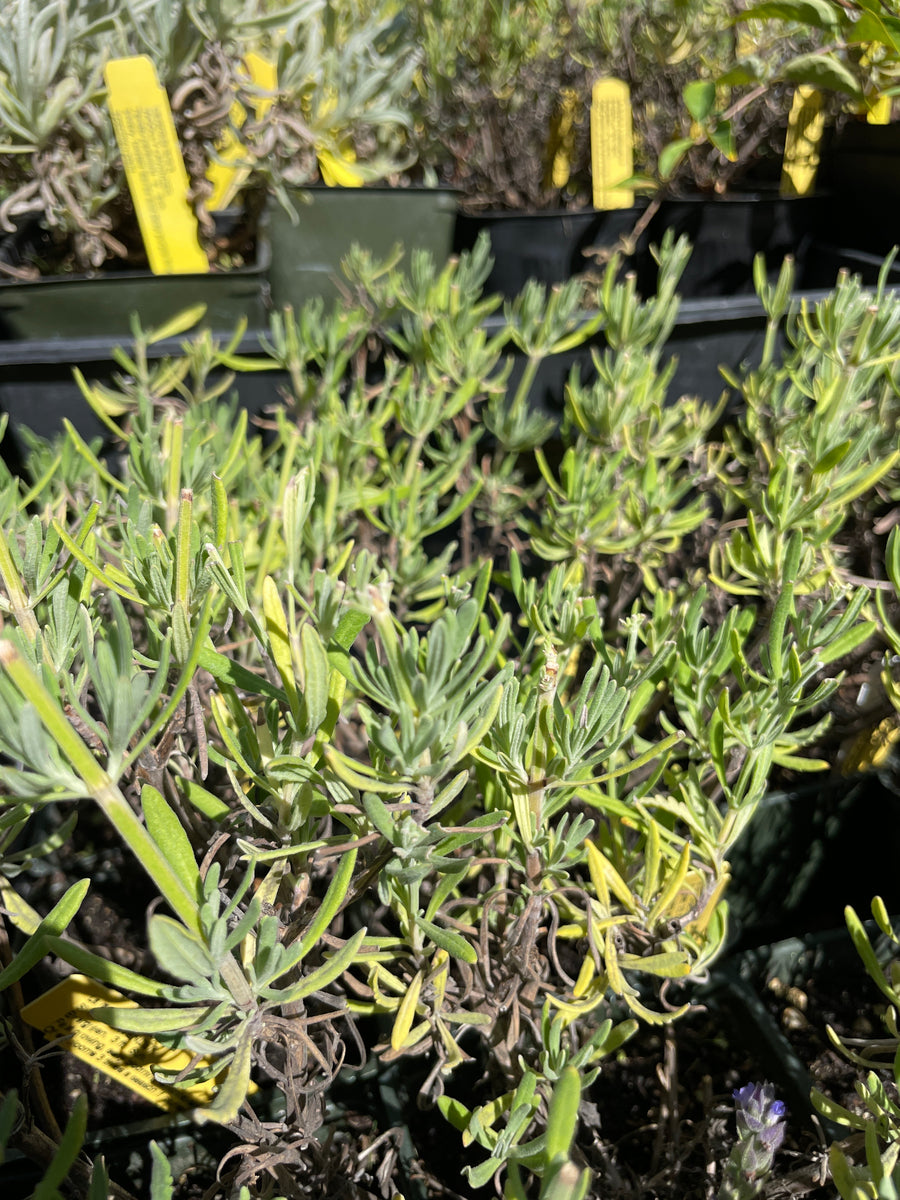Lavandula x heterophylla (4") | Sweet Lavender (4") – Morningsun Herb Farm