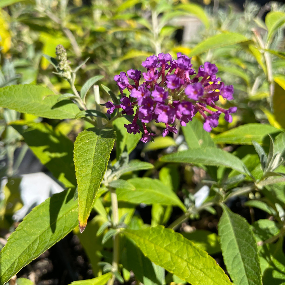 Buddleia davidii 'Buzz Magenta' (1 qt) | Magenta Dwarf Butterfly Bush ...