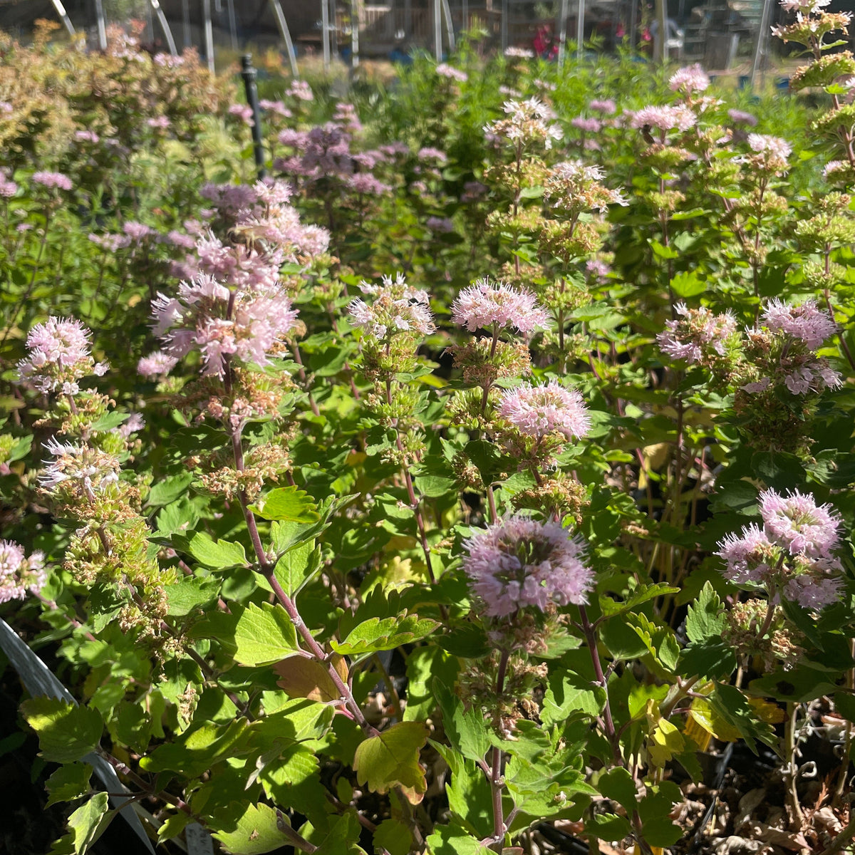 Caryopteris 'Pavilion Pink' (1 qt) | Pink Bluebeard (1 qt) – Morningsun ...