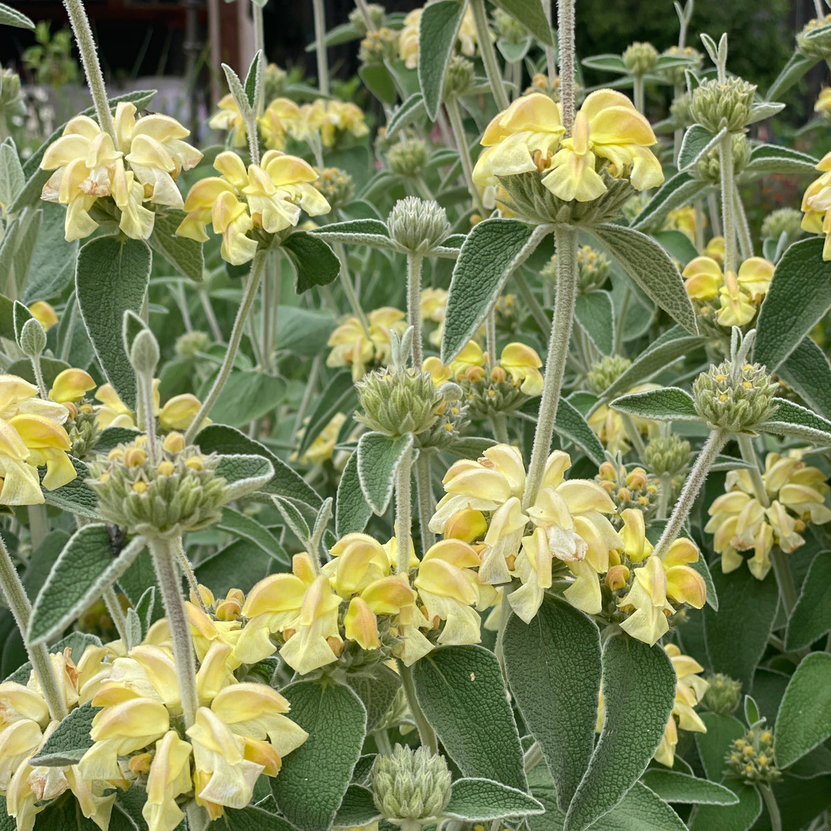Phlomis russeliana (1 qt) | Turkish Sage (1 qt) – Morningsun Herb Farm