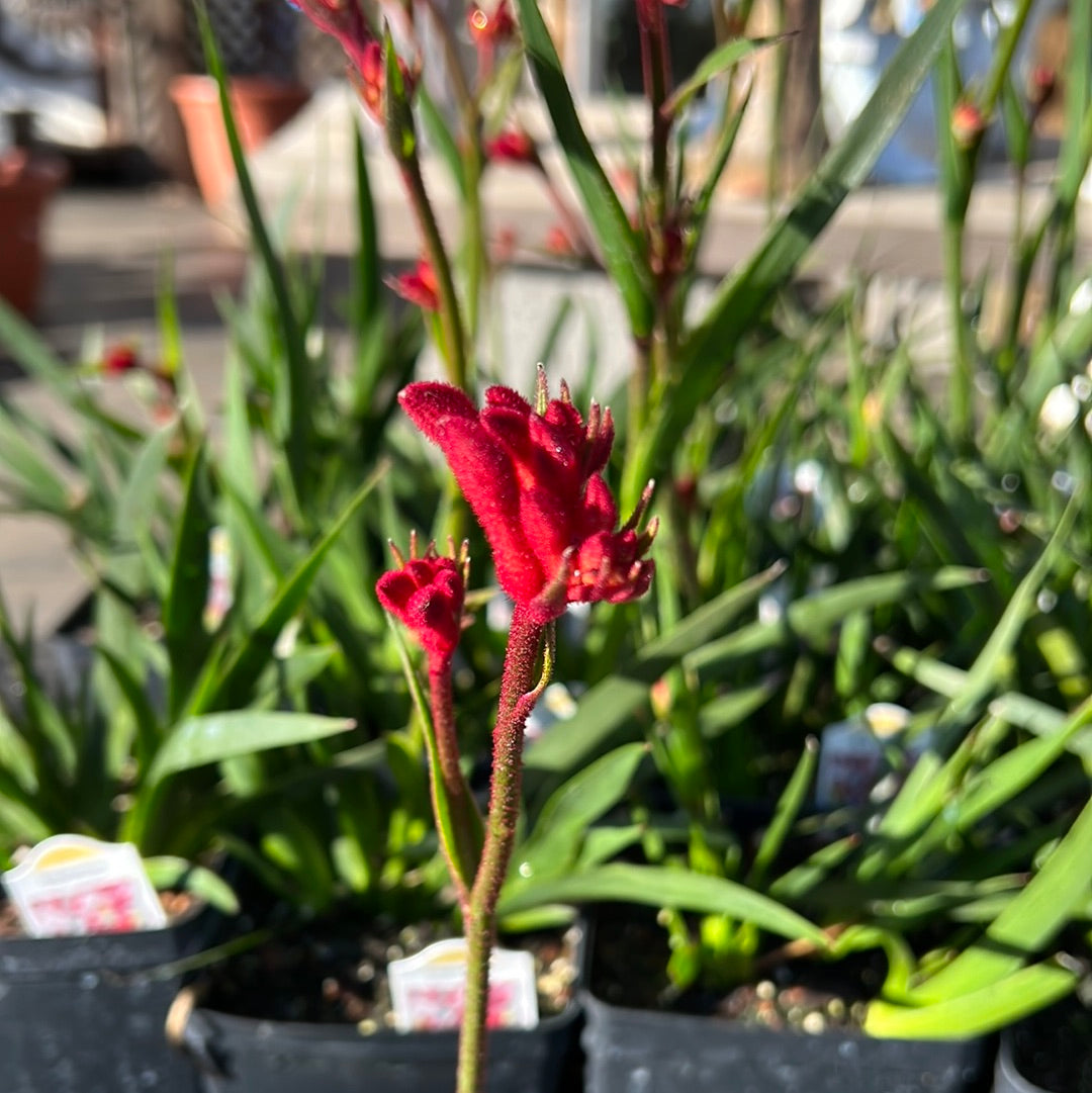 Anigozanthos 'Bush Ranger' (1 qt) | Bush Ranger Kangaroo Paw (1 qt ...