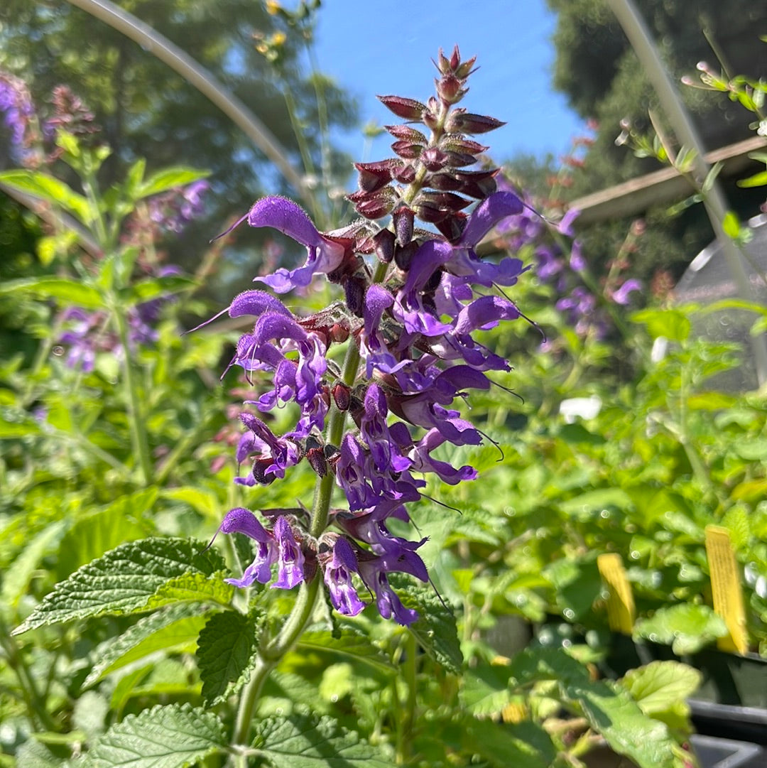 Salvia miltiorrhiza (1 qt) | Danshen, Red Root Sage (1 qt) – Morningsun ...