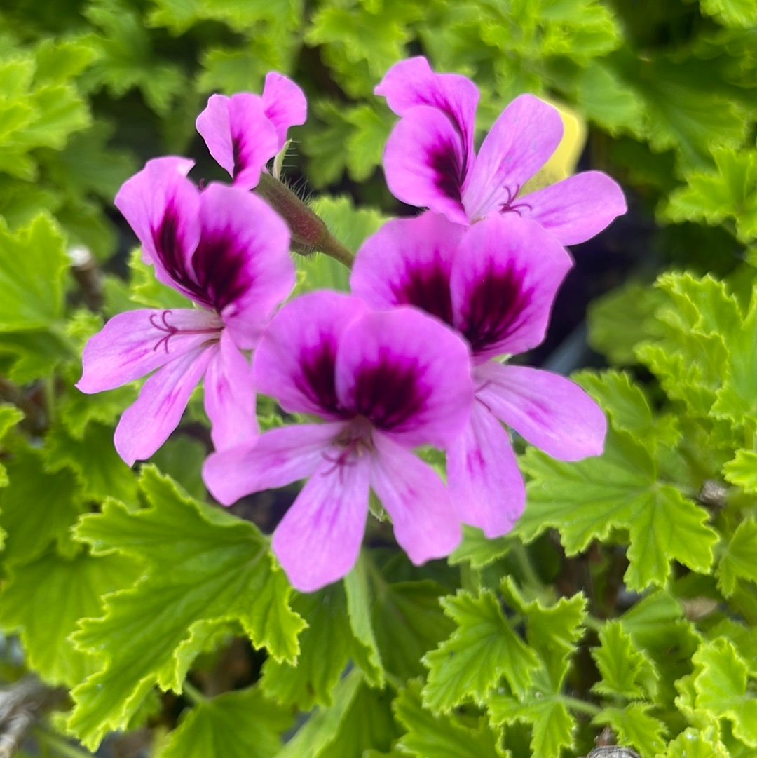 Pelargonium 'Orange Fizz' (4") | Orange Fizz Scented Geranium (4 ...