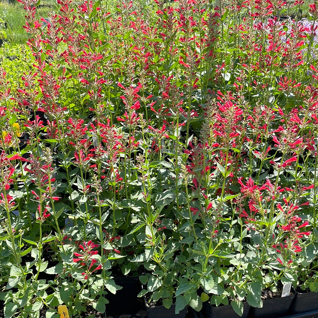 Agastache 'Kudos Red' (1 qt) | Red Dwarf Hummingbird Mint (1 qt ...