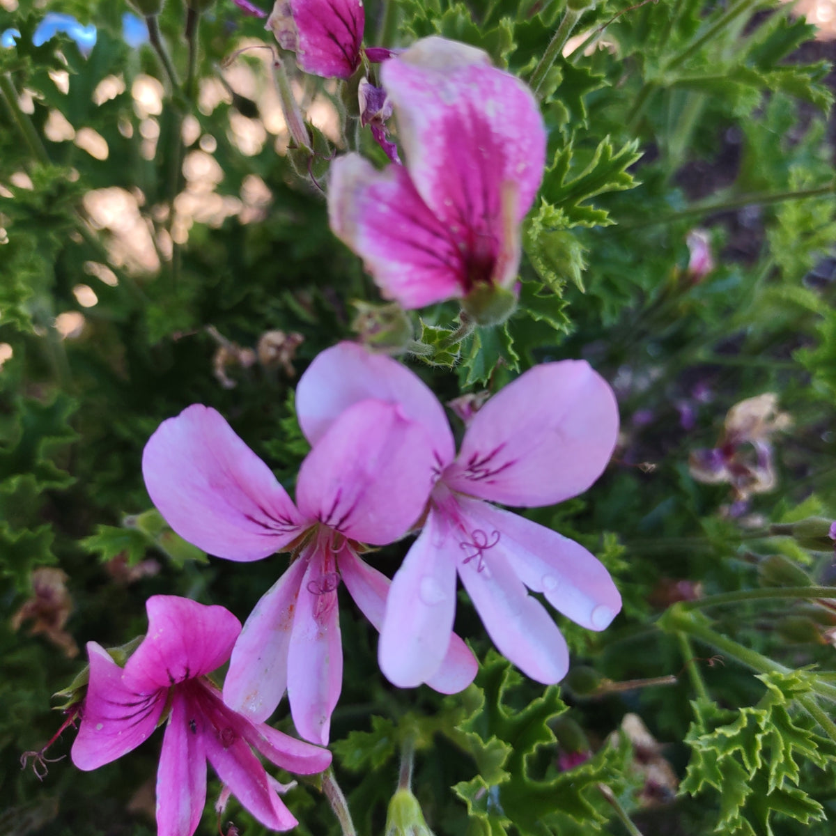 Pelargonium x scarboroviae (4") | Strawberry Scented Geranium (4 ...