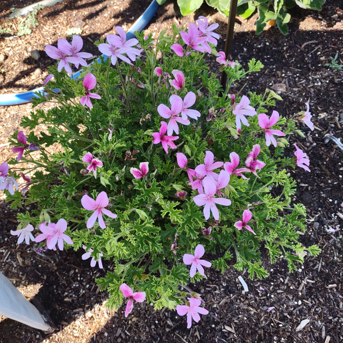 Pelargonium x scarboroviae (4") | Strawberry Scented Geranium (4 ...
