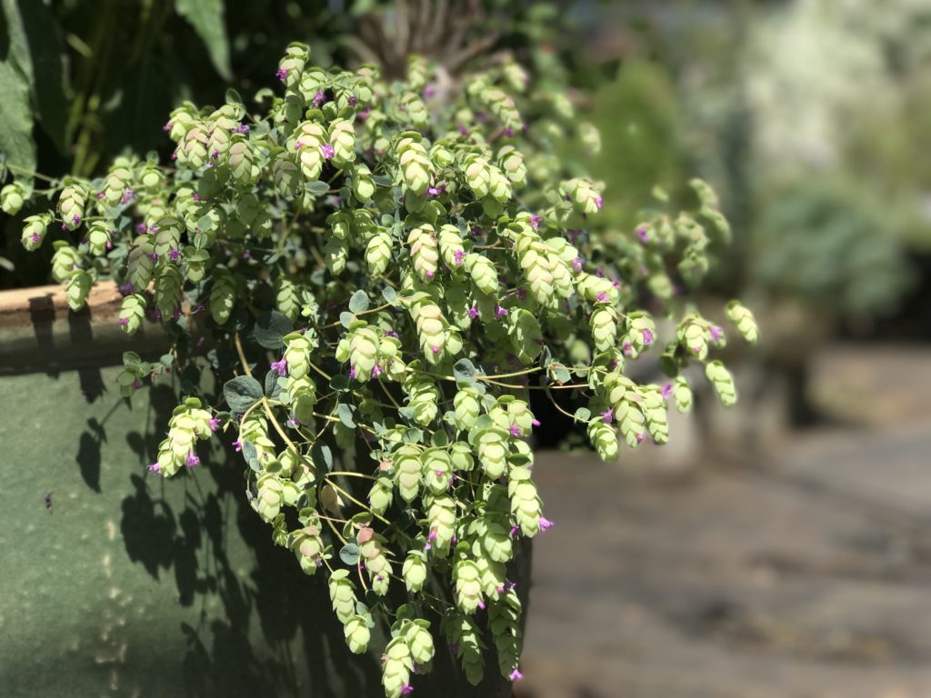 Origanum 'Amethyst Falls' | Amethyst Falls Ornamental Oregano ...