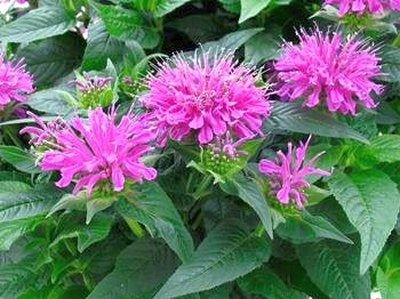 Monarda didyma 'Grand Parade' (1 qt) | Grand Parade Bee Balm (1 qt ...