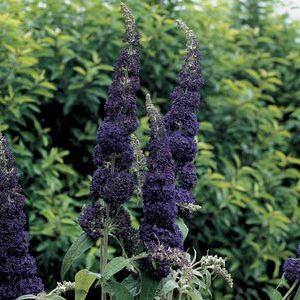 Buddleia davidii 'Adonis Blue' (1 qt) | Adonis Blue Butterfly Bush (1 ...