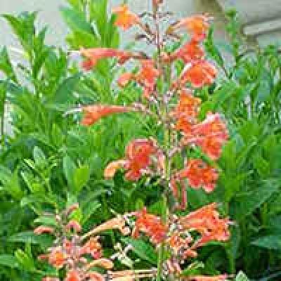 Agastache aurantiaca 'Coronado' (1 qt) | Hummingbird Hyssop (1 qt ...