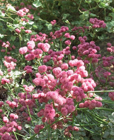 Eriogonum grande var. rubescens (info) | Red Buckwheat (info ...