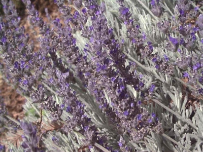 Lavandula 'Goodwin Creek Grey' (4") | Goodwin Creek Grey Lavender (4 ...