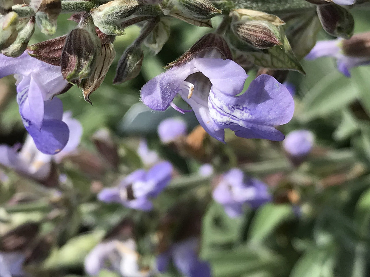 Salvia officinalis 'Nazareth' (4") | Garden Sage (4") – Morningsun Herb ...