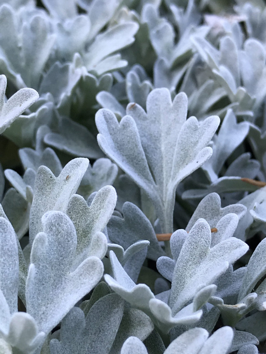 Artemisia stelleriana 'Silver Brocade' (4") | Ghost Plant (4 ...
