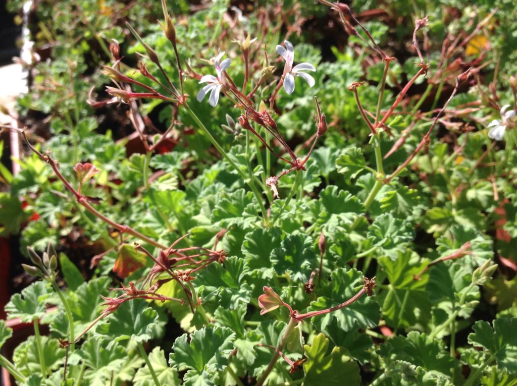 Pelargonium x fragrans 'Nutmeg' (4") | Nutmeg Scented Geranium (4 ...