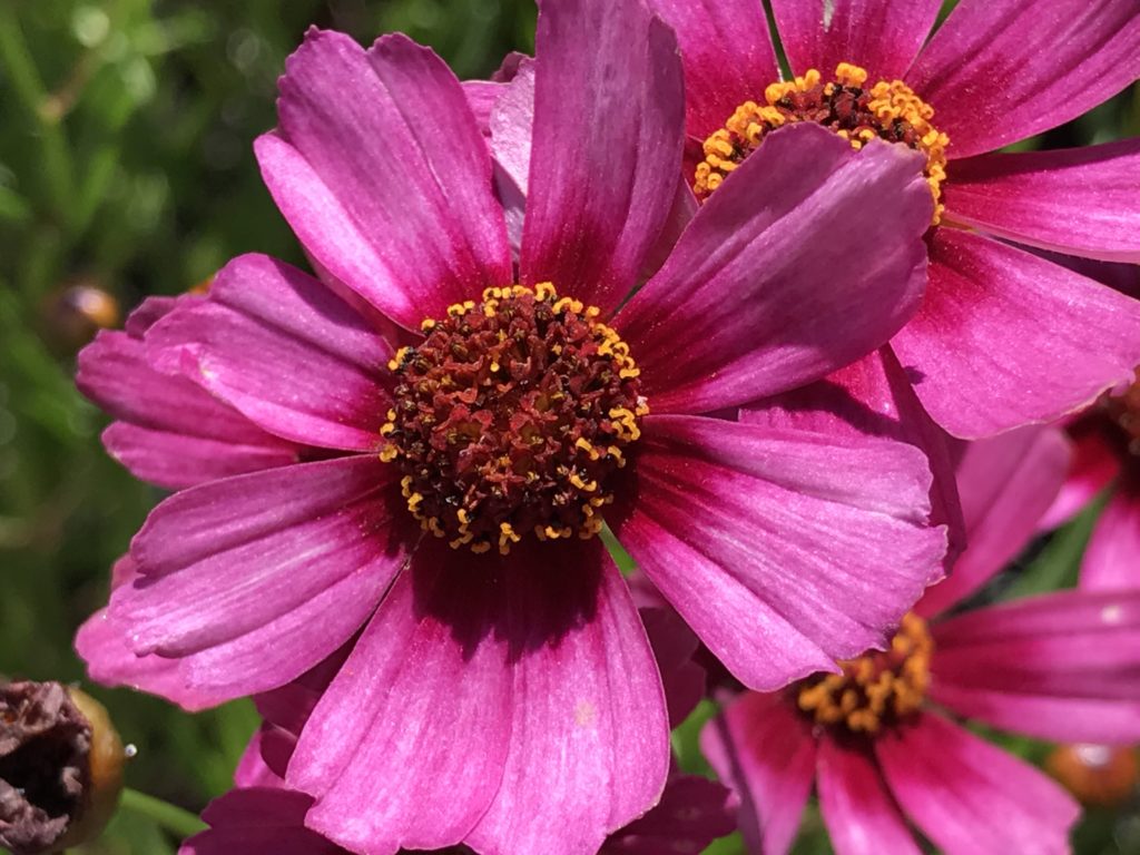 Coreopsis 'Garnet' (1 qt) | Hybrid Tickseed (1 qt) – Morningsun Herb Farm