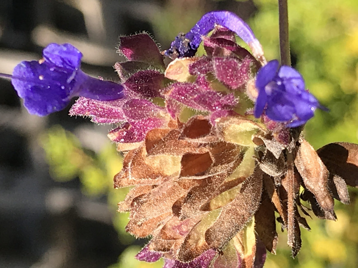 Salvia 'Celestial Blue' (1 qt) | Celestial Blue Hybrid Sage (1 qt ...