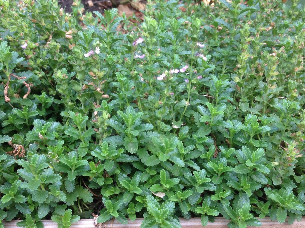 Teucrium chamaedrys 'Nana' (4") | Dwarf Wall Germander (4 ...