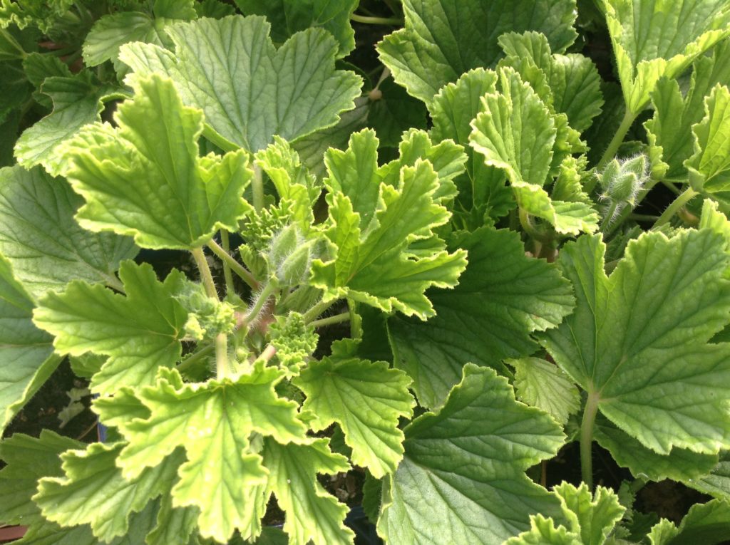 Pelargonium 'Orange Fizz' (4") | Orange Fizz Scented Geranium (4 ...