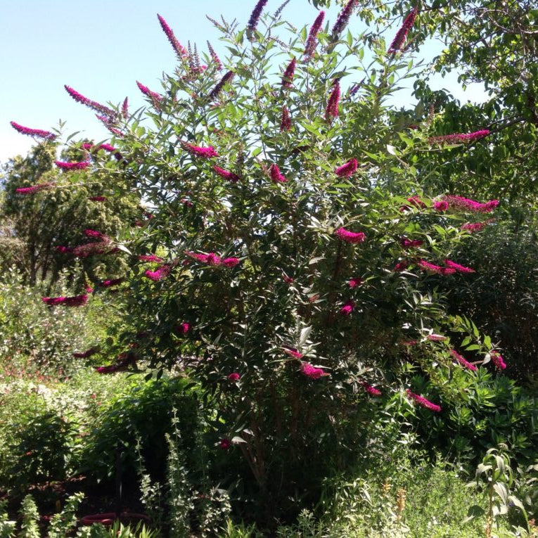 Buddleia davidii 'Cran-Razz' (1 qt) | Cran-Razz Butterfly Bush (1 qt ...