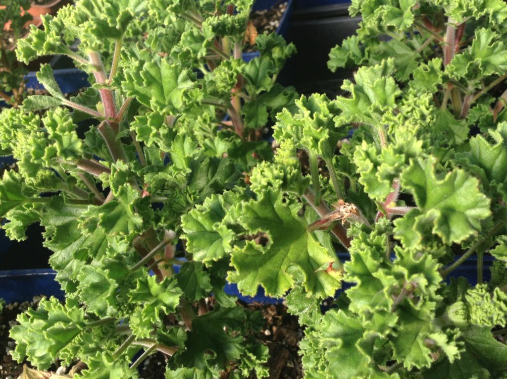 Pelargonium crispum 'Lemon' (4") | Lemon Scented Geranium (4 ...