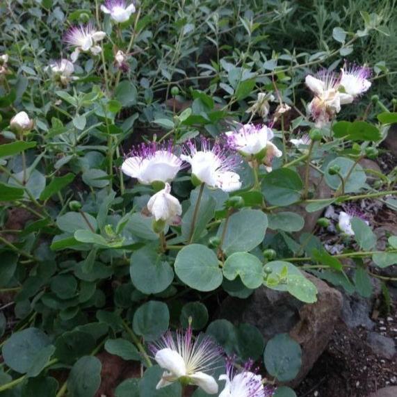 Capparis spinosa var inermis (4") | Spineless Caper Bush (4 ...