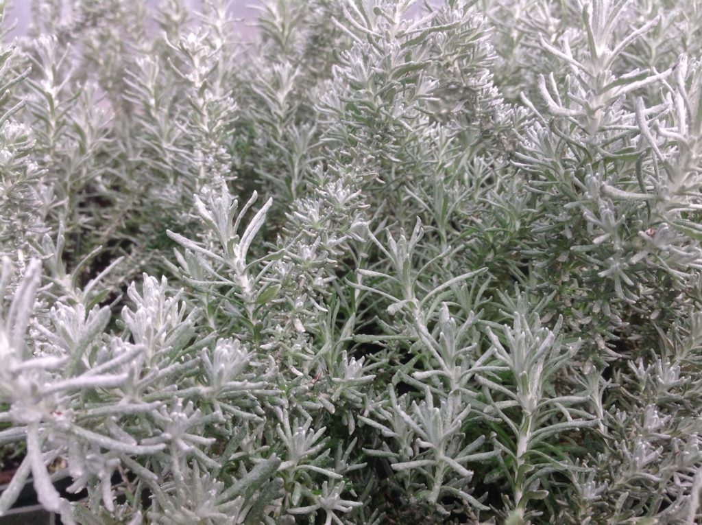 Helichrysum italicum 'Nana' | Dwarf Curry Plant – Morningsun Herb Farm