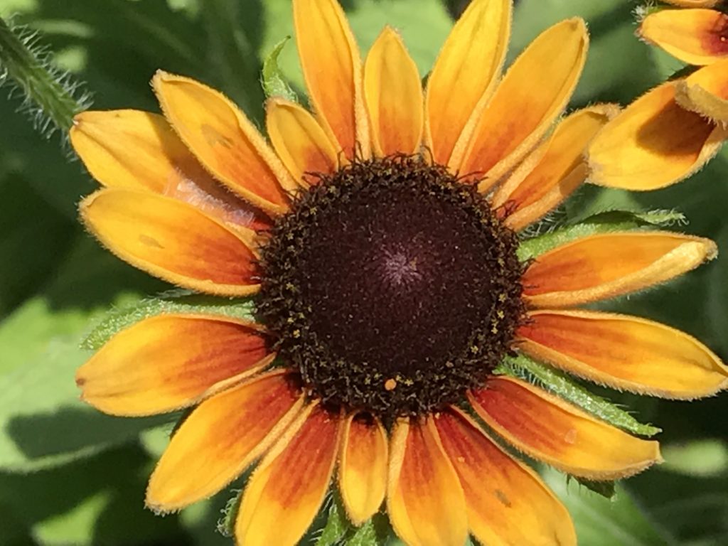 Rudbeckia hirta 'Moroccan Sun' | Moroccan Sun Black Eyed Susan ...