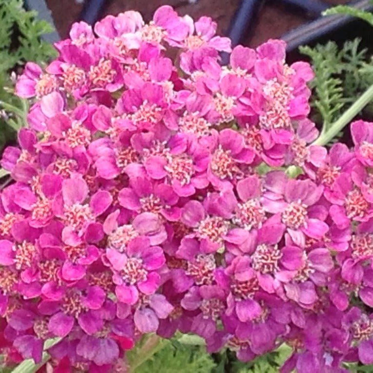 Achillea millefolium 'Pomegranate' (1 qt) | Pomegranate Yarrow (1 qt ...