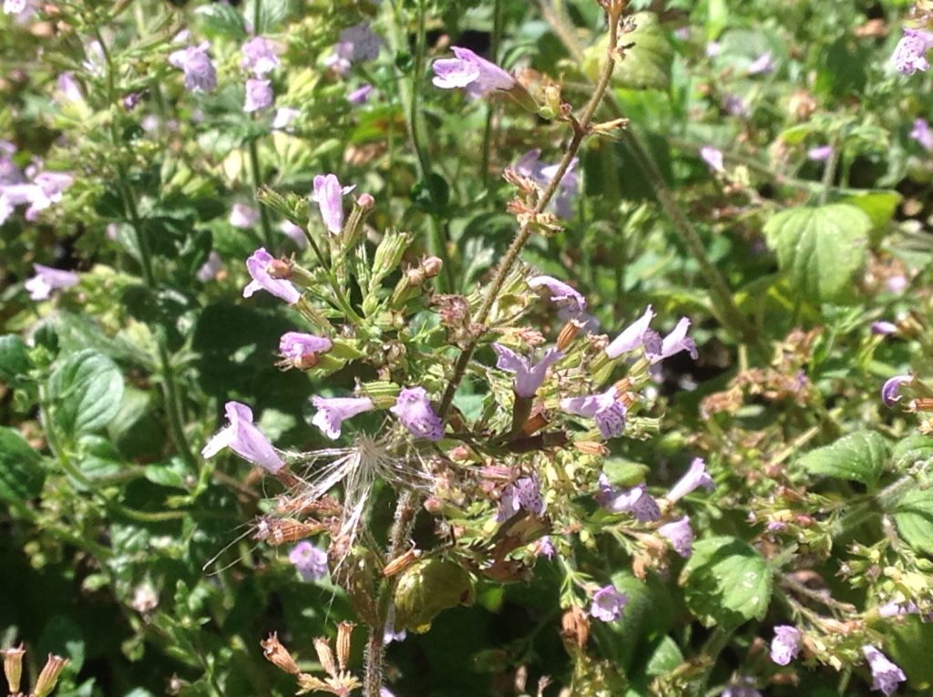 Calamintha nepeta (4") | Nepitella (4") – Morningsun Herb Farm