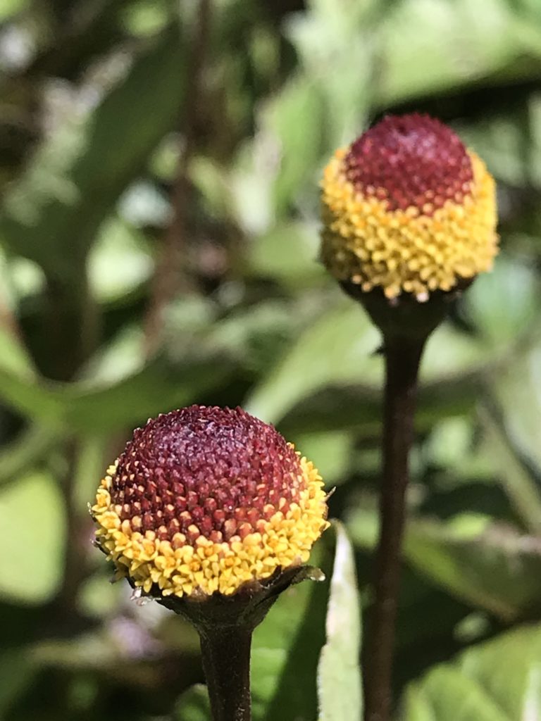 Spilanthes oleracea 'Lemon Drop' (4") | Toothache Plant (4 ...