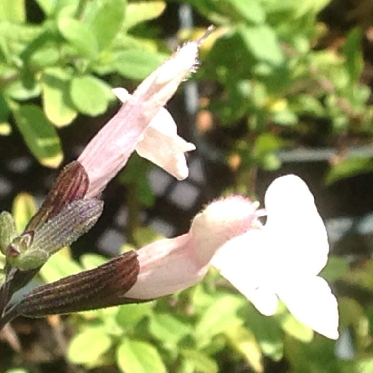 Salvia microphylla x greggii 'Heatwave Glimmer' (1 qt) | Heatwave Glim ...
